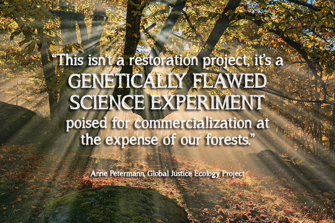 Stop the Experimental Release of GMO Chestnut Trees | GMO/Toxin Free USA